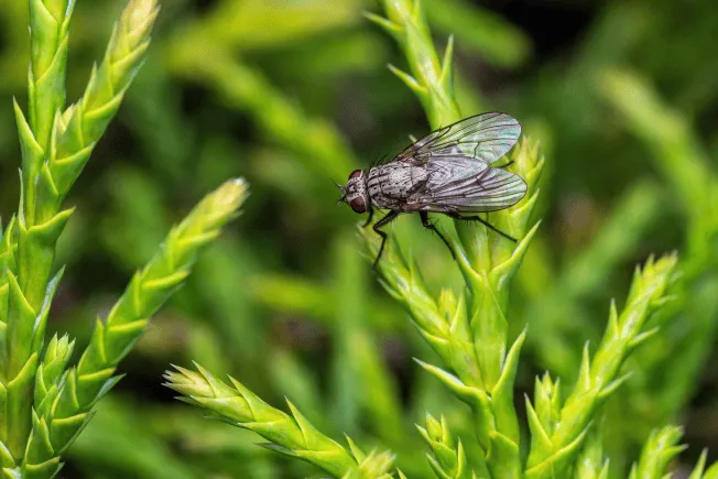 Insektbekæmpelse - Fluer | Danish Agro Shoppen